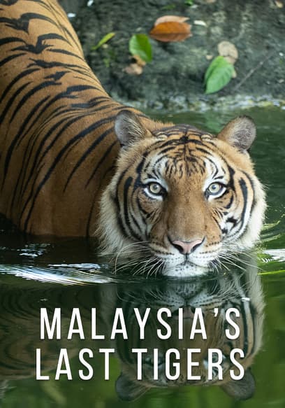 Watch Malaysia’s Last Tigers (2021) - Free Movies | Tubi