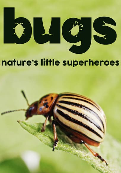 Watch Bugs: Nature's Little Superheroes (2017) - Free Movies | Tubi