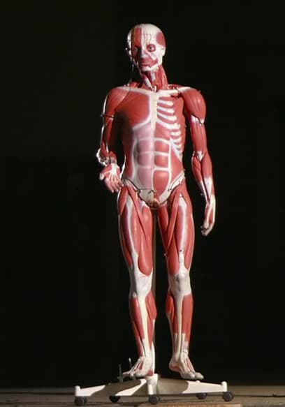 Watch How It's Made S06:E02 - Anatomical Models - Free TV Shows | Tubi