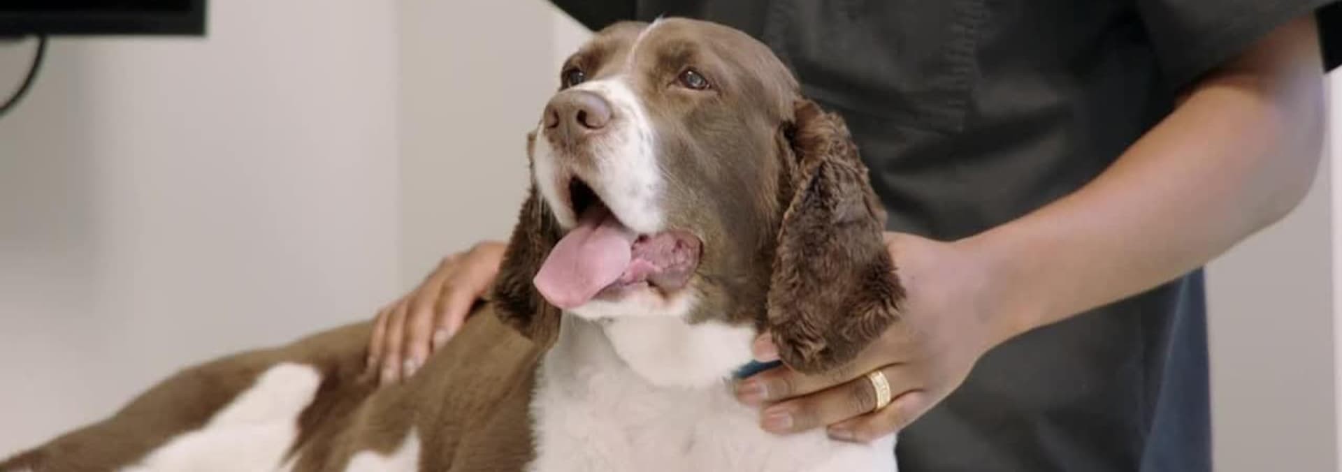 Watch The Vet Life S01:E01 - Hello Houston - Free TV Shows | Tubi