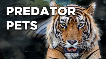 Watch Predator Pets - Free TV Shows | Tubi