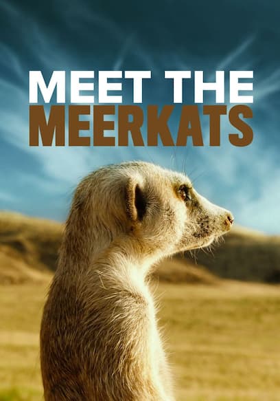 Watch Meet the Meerkats (2020) - Free Movies | Tubi