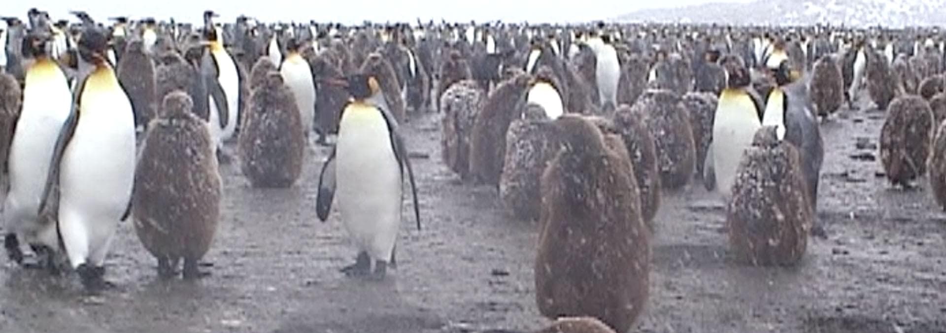 Watch Lots and Lots of Playful Penguins (2007) - Free Movies | Tubi
