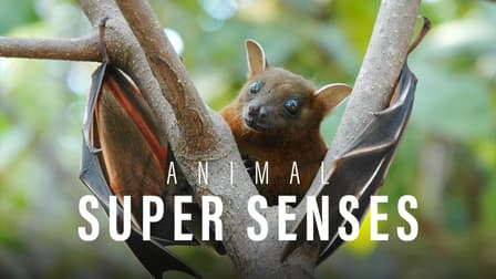 Watch Animal Super Senses - Free TV Shows | Tubi