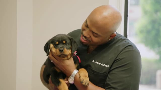 Watch The Vet Life - Free TV Shows | Tubi