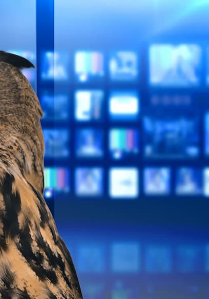 Watch Bad Nature S01:E104 - Frozen Frogs & Locust Party - Free TV Shows ...