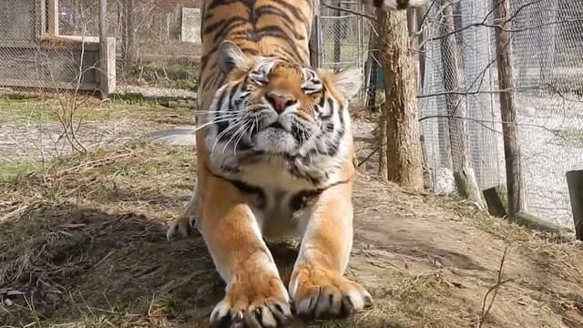 Watch Predator Pets - Free TV Shows | Tubi