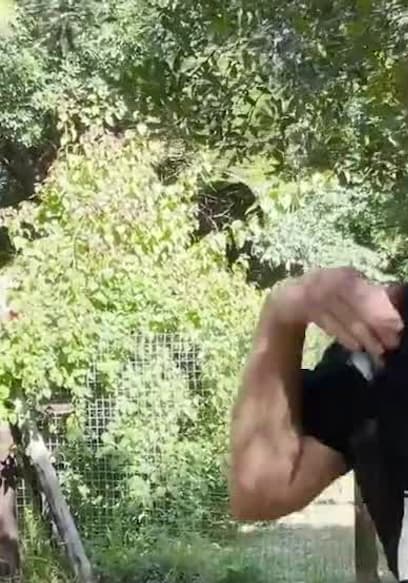 Watch Dingo Untamed S01:E01 - Alligator Relocation - Free TV Shows | Tubi