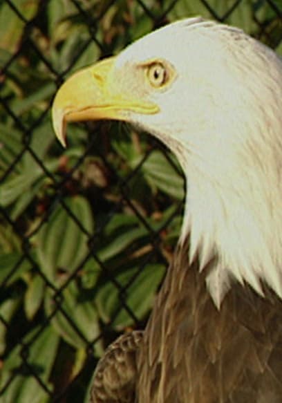 Watch Animal Miracles S01:E05 - Keno, Avalanche Dog - Free TV Shows | Tubi