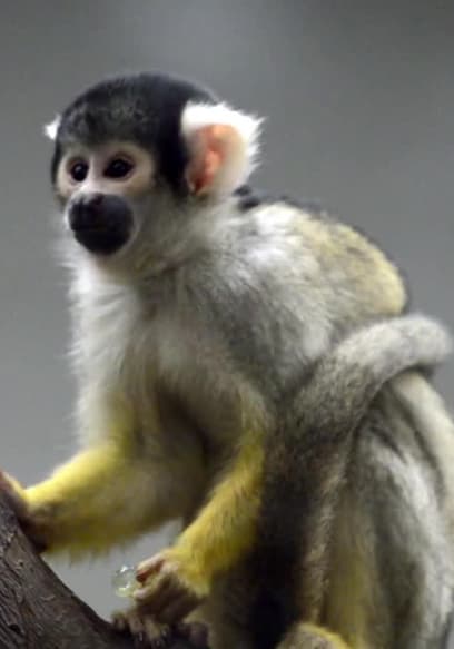 Watch Baby Animals in Our World S01:E06 - More Zoo Babies - Free TV ...