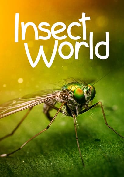Watch Insect World (2017) - Free Movies | Tubi