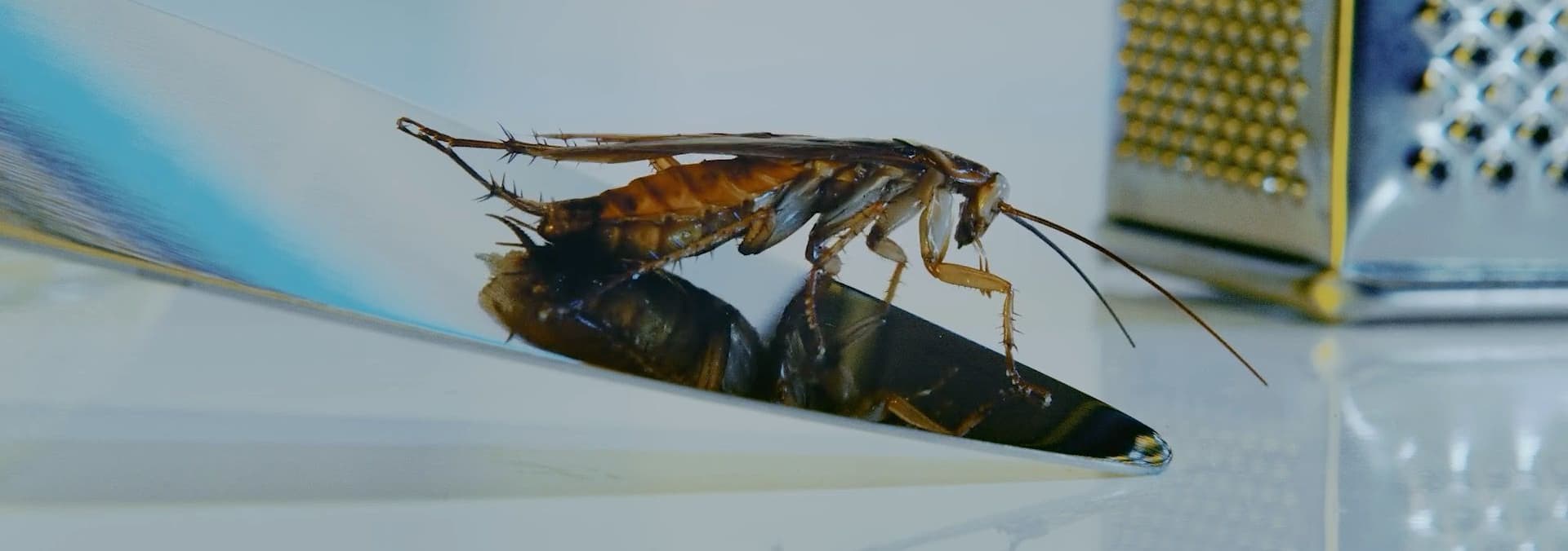 Watch Planet Insect S01:E01 - Part One: Small Creatures, Big Lives - Free TV Shows | Tubi