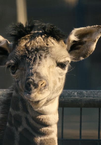 Watch Walking Wild at the San Diego Zoo S01:E01 - Ep - Free TV Shows | Tubi