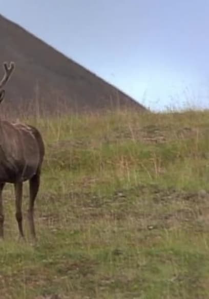 Watch Wild America S10:E1005 - Just Little Varmints - Free TV Shows | Tubi