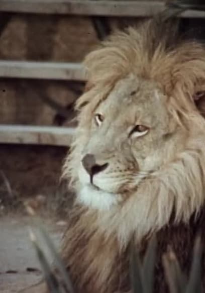 Watch Daktari S04:E03 - African Heritage - Free TV Shows | Tubi