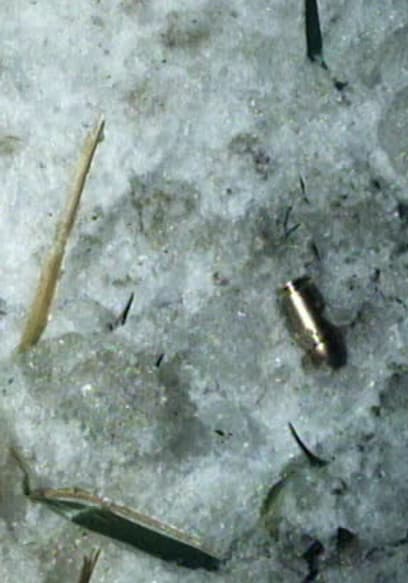 Watch The New Detectives S02:E02 - Camera Clues - Free TV Shows | Tubi