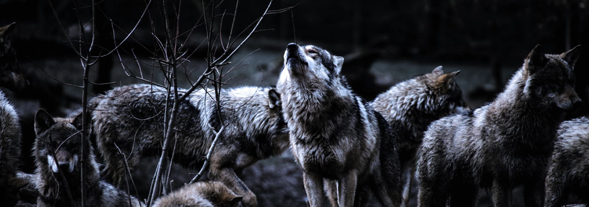 Watch Unnatural Enemies: The War on Wolves (2015) - Free Movies | Tubi