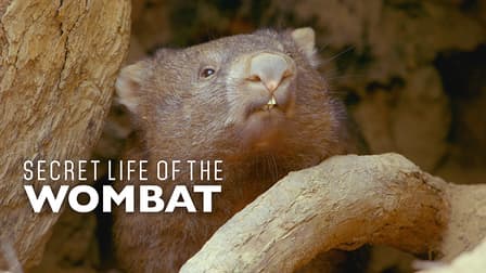 Watch Secret Life of the Wombat - Free TV Shows | Tubi