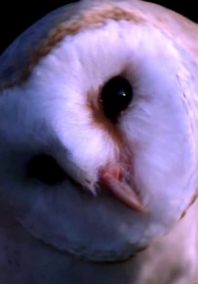 Watch How Do Animals Do That? S01:E02 - Owls and Oct - Free TV Shows | Tubi