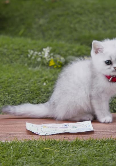 Watch Mittens & Pants S01:E08 - Cupcake Delivery, Pants’ Talent ...