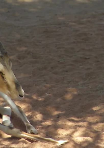 Watch Animal Atlas S04:E04 - Heads Up! - Free TV Shows | Tubi