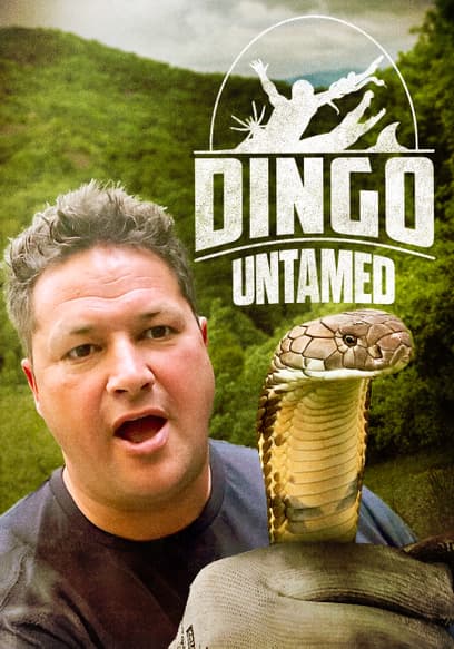 Watch Dingo Untamed - Free TV Shows | Tubi