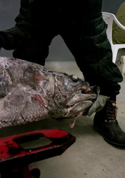 Watch The UnXplained S01:E03 - Strange Creatures - Free TV Shows | Tubi