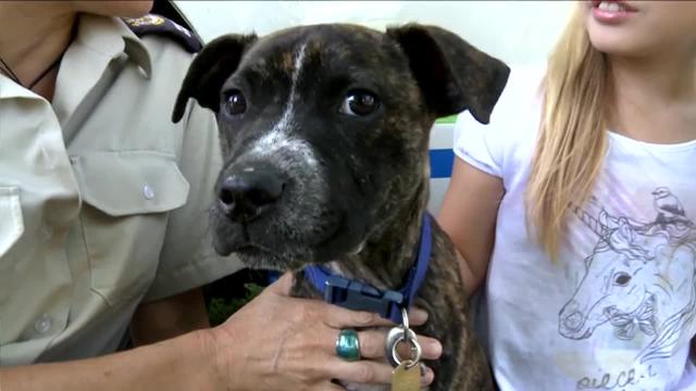 Watch All About Animals S01:E04 - From Giraffes to Guide Dogs - Free TV ...