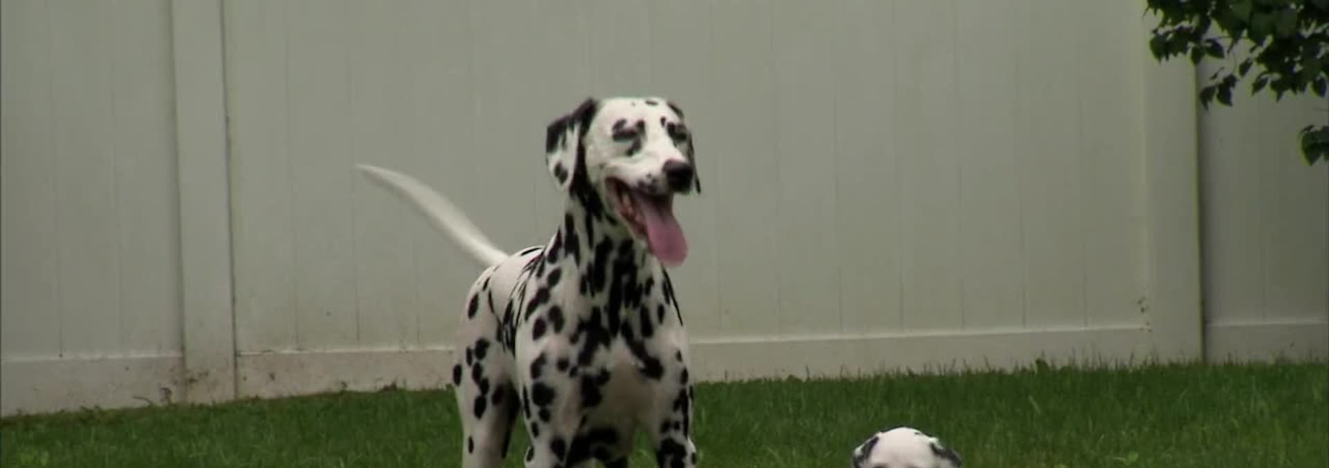 Watch Too Cute! S02:E04 - Spotted, Pampered Pups - Free TV Shows | Tubi