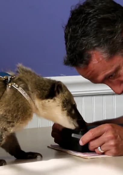 Watch Rescue Vet S01:E03 - Episode 3 - Free TV Shows | Tubi