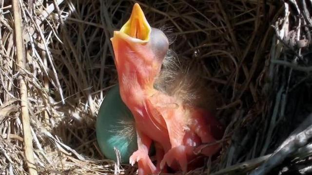Watch Baby Animals Around the World S03:E02 - Baby Animals From North ...