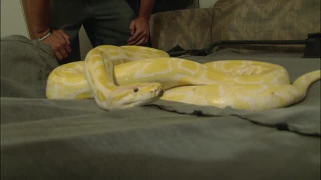 Watch Confessions: Animal Hoarding S04:E06 - Pack of 38 Dogs - Free TV ...