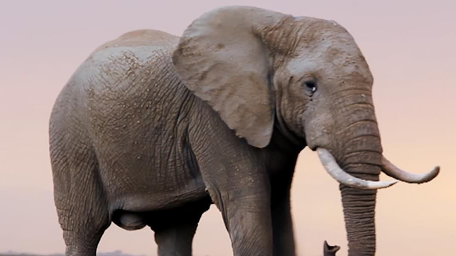 Watch The Animal Within - Free TV Shows | Tubi