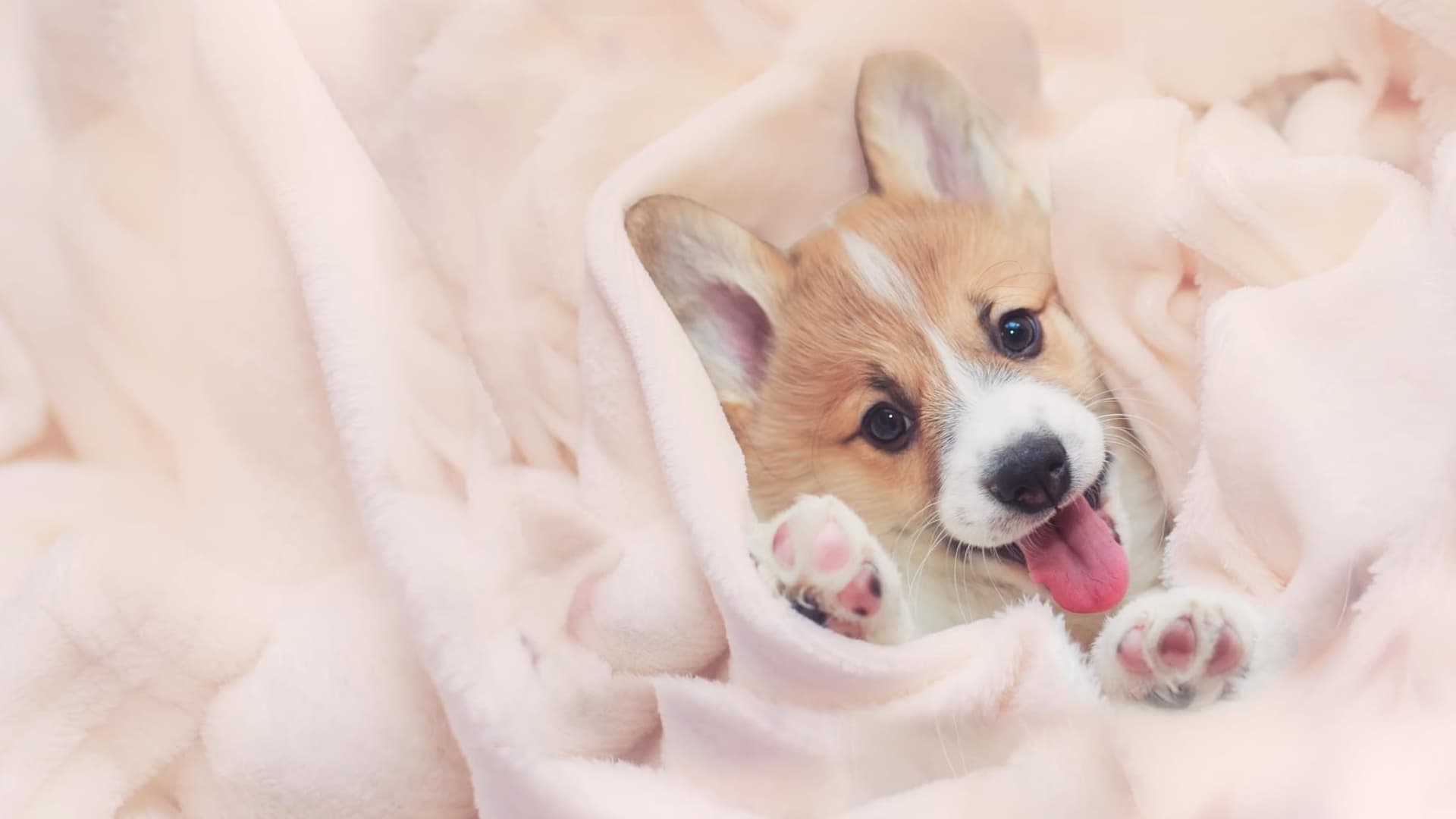 Watch Too Cute! Season 3 - Free TV Shows | Tubi