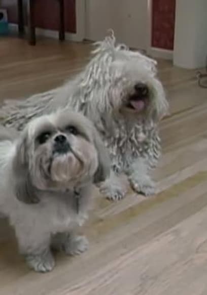 Watch Dog Whisperer with Cesar Millan S01:E07 - Pepper and Slick - Free ...