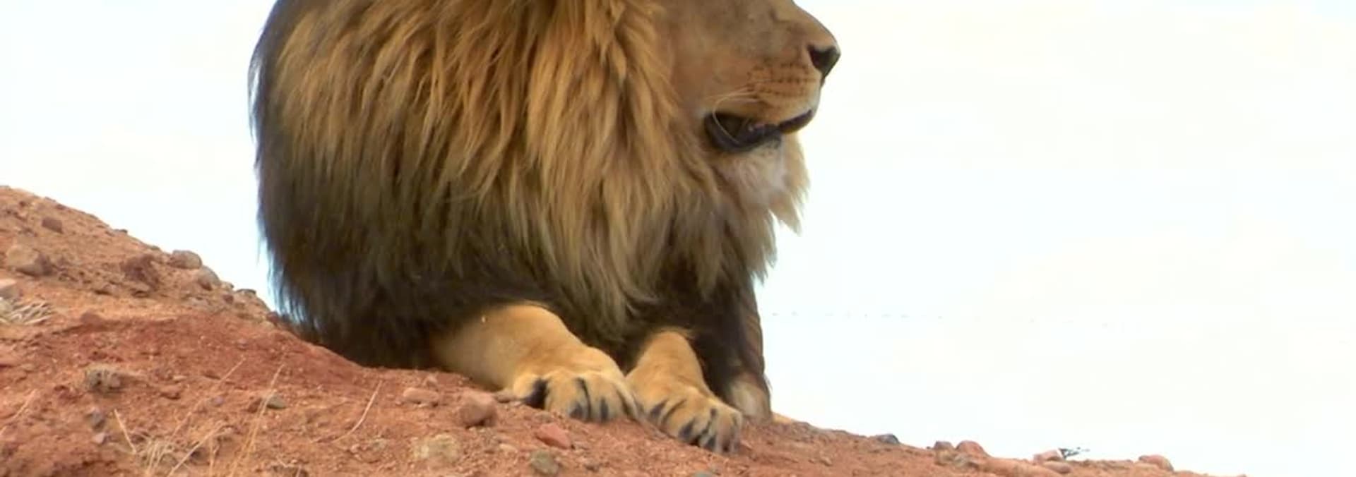 Watch Animal Atlas S04:E17 - The Wild Life: Life's a Crowd - Free TV ...