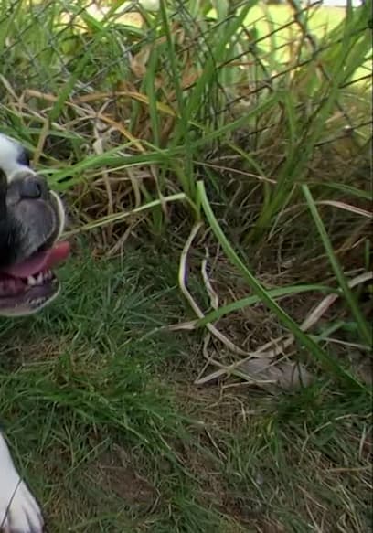 Watch Dogs 101 S01:E01 - French Bulldog and More - Free TV Shows | Tubi