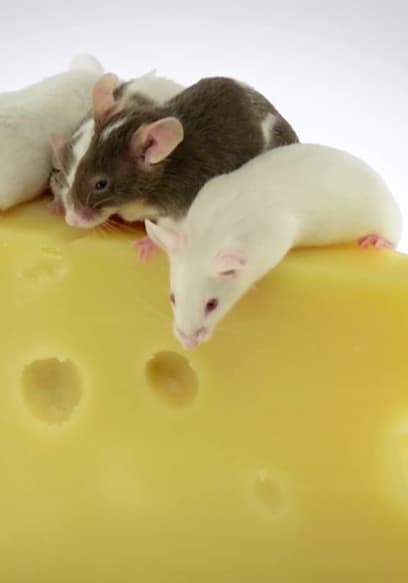 Watch How Do Animals Do That? S02:E11 - Cheesy Mice, Gassy Manatees ...