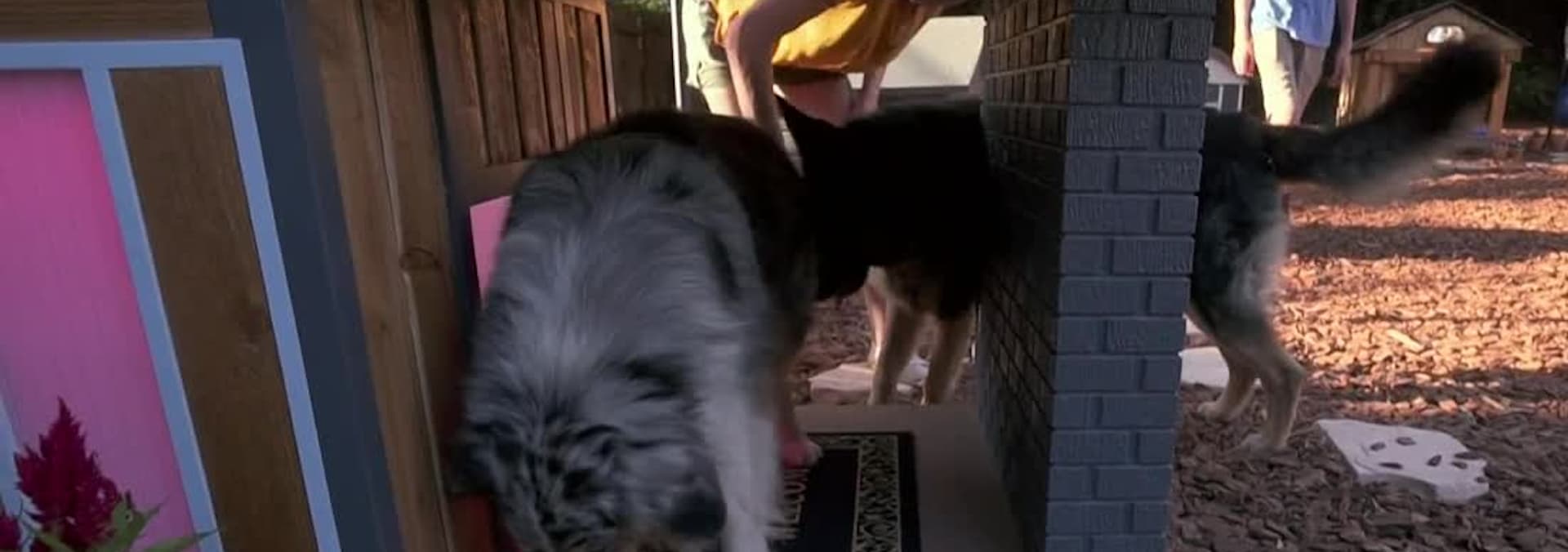 Watch Animal Cribs S02:E01 - Dog Town, USA - Free TV Shows | Tubi