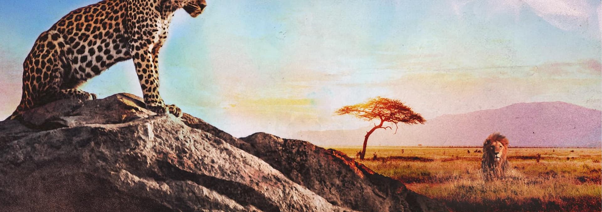 Watch The Predators of Africa (2014) - Free Movies | Tubi