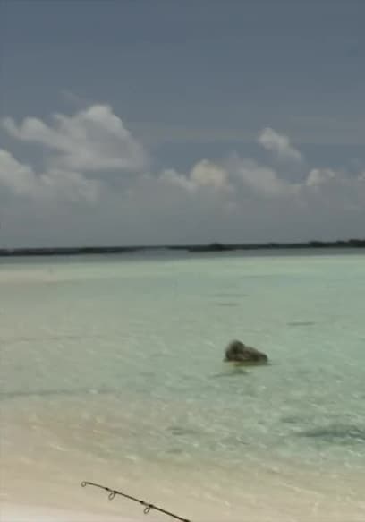 Watch Chasing Monsters S05:E01 - Besieged by Sharks - Free TV Shows | Tubi