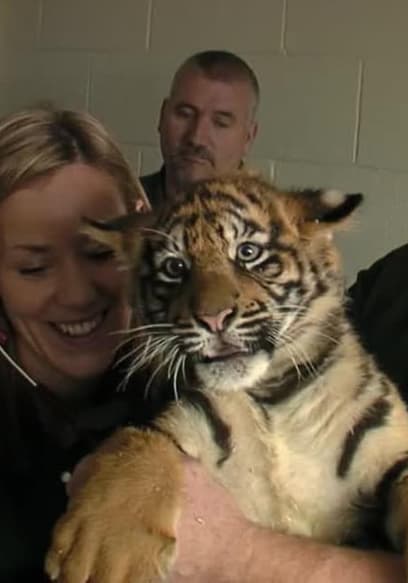 Watch The Zoo S01:E05 - Episode 5 - Free TV Shows | Tubi