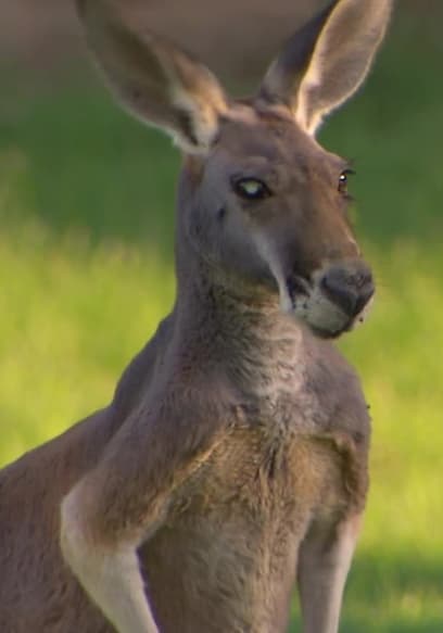Watch Animal Atlas S03:E18 - Animal Passport: Australia! - Free TV ...