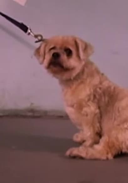 Watch Dog Whisperer with Cesar Millan S01:E19 - Sasha and Shep - Free ...