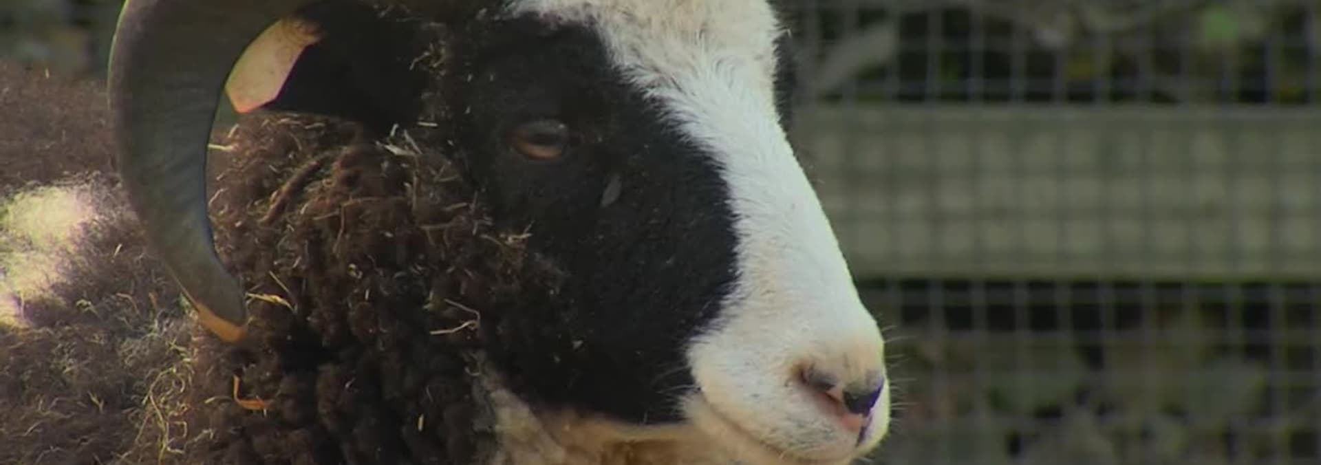 Watch The Zoo S01:E04 - Episode 4 - Free TV Shows | Tubi