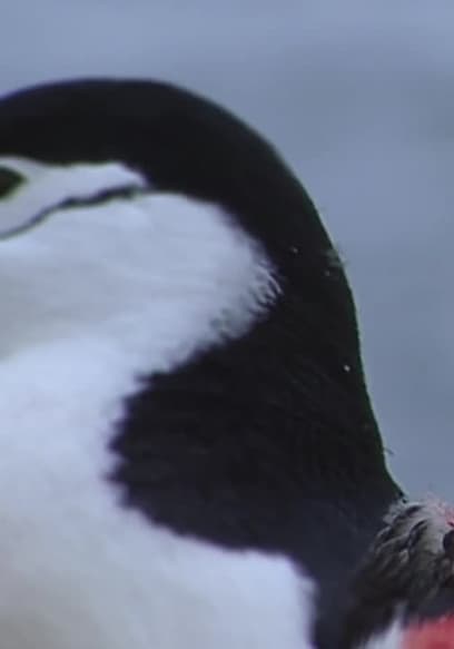 Watch Be a Predator S01:E02 - Poles - Free TV Shows | Tubi