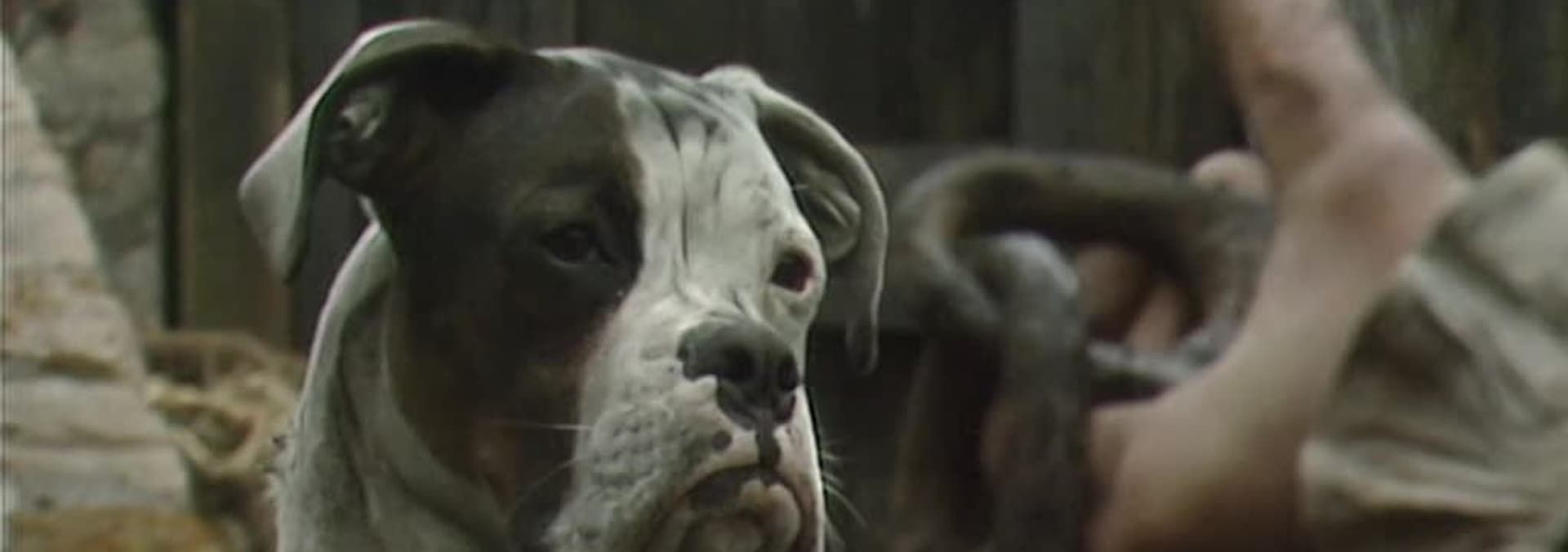 Watch Oliver Twist S01:E11 - Episode 11 - Free TV Shows | Tubi