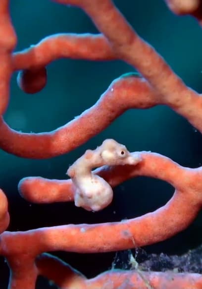 Watch My Animal Friends S01:E18 - Sea Horse - Free TV Shows | Tubi