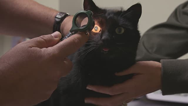 Watch Doctor Barry S01:E06 - Cycle of Life - Free TV Shows | Tubi