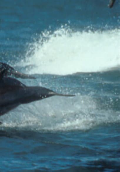 Watch Marine Mammals S01:E02 - Hunts of the Dolphin King - Free TV ...